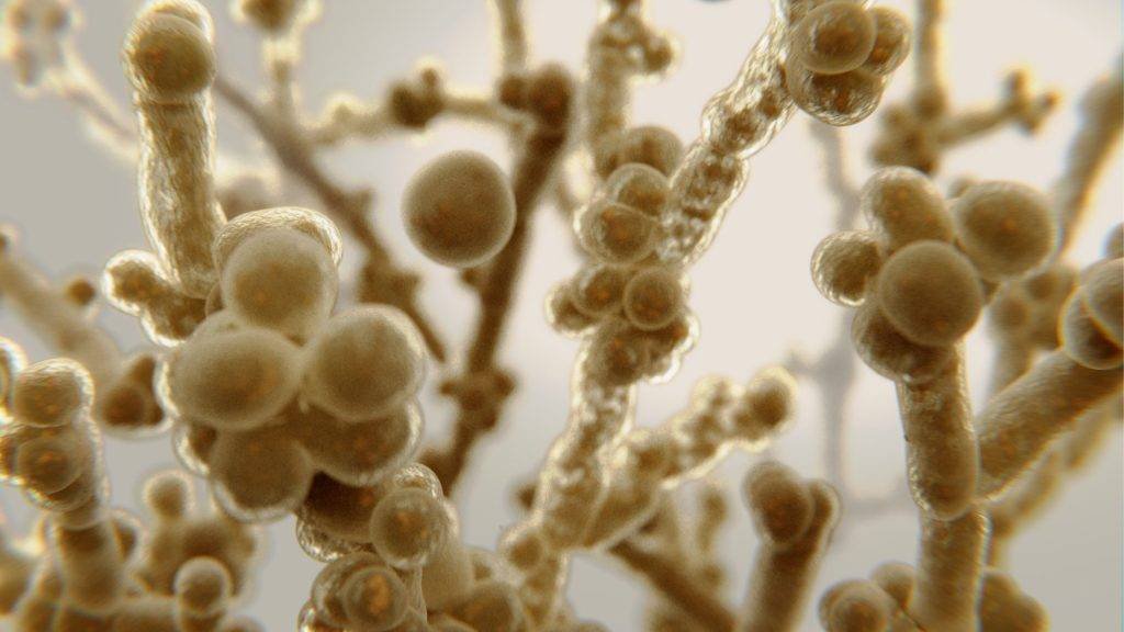 Overcoming Candida: A Comprehensive Guide